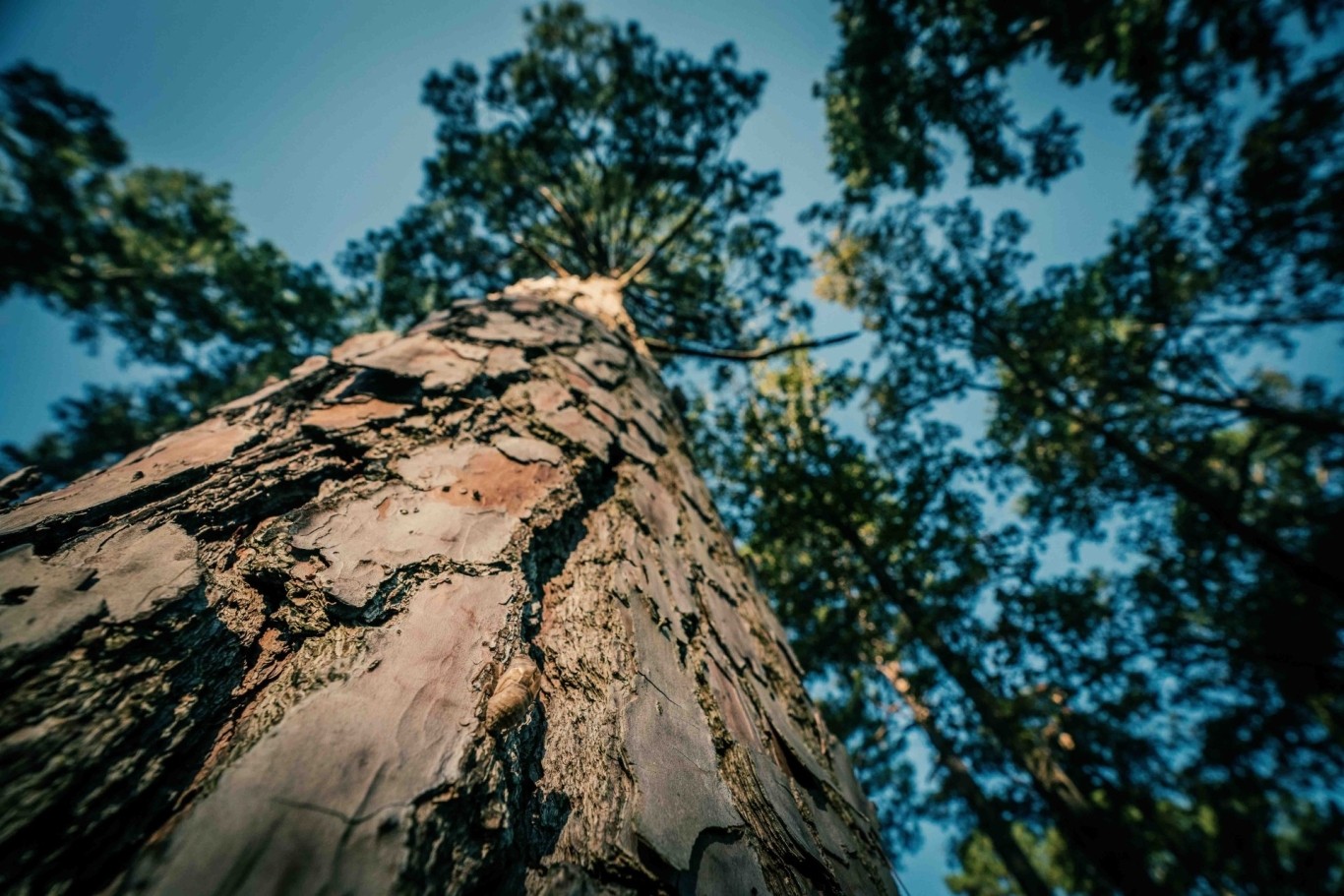 Locations | Global Cellulose Fibers